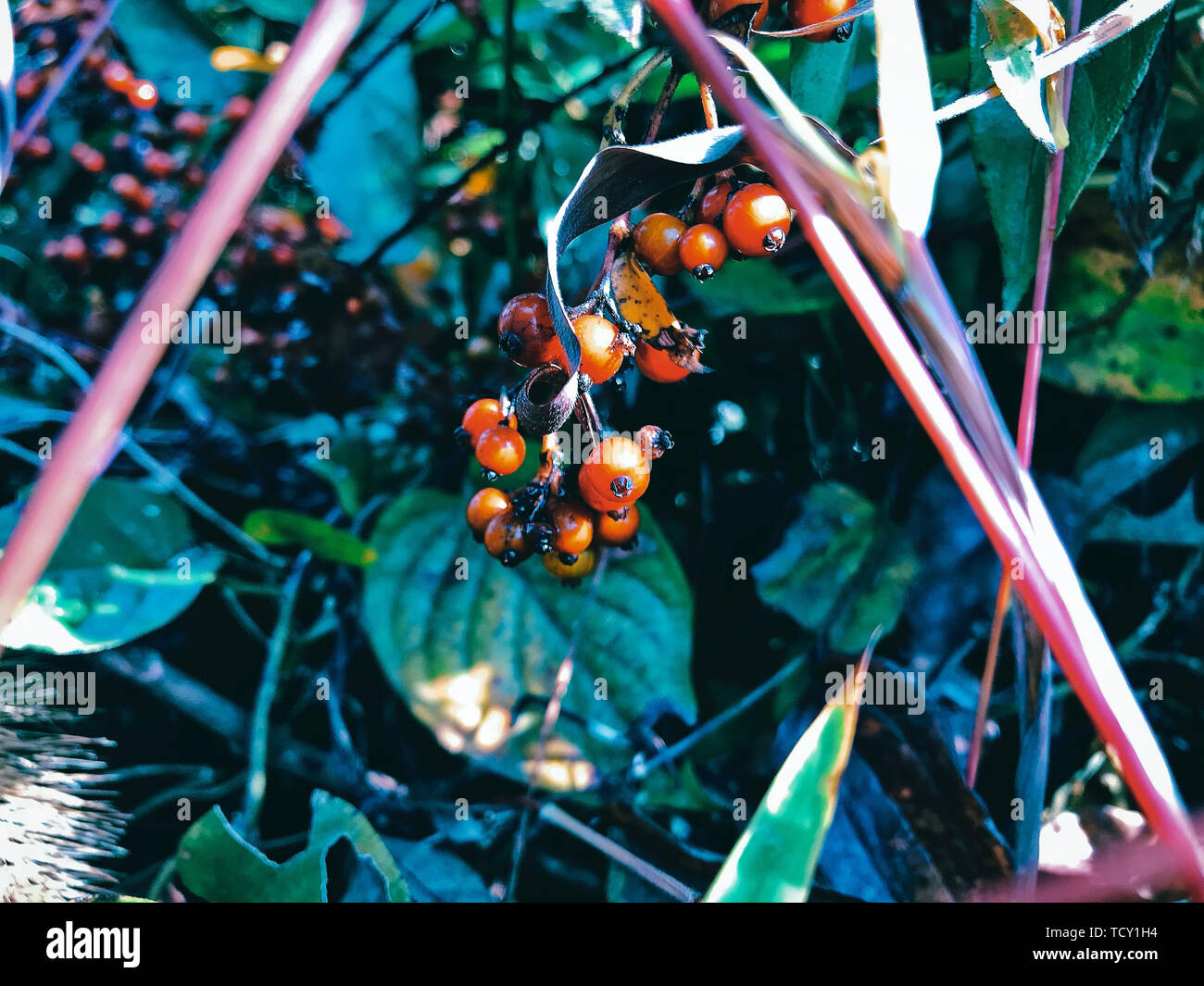 Red wild fruit Stock Photo - Alamy