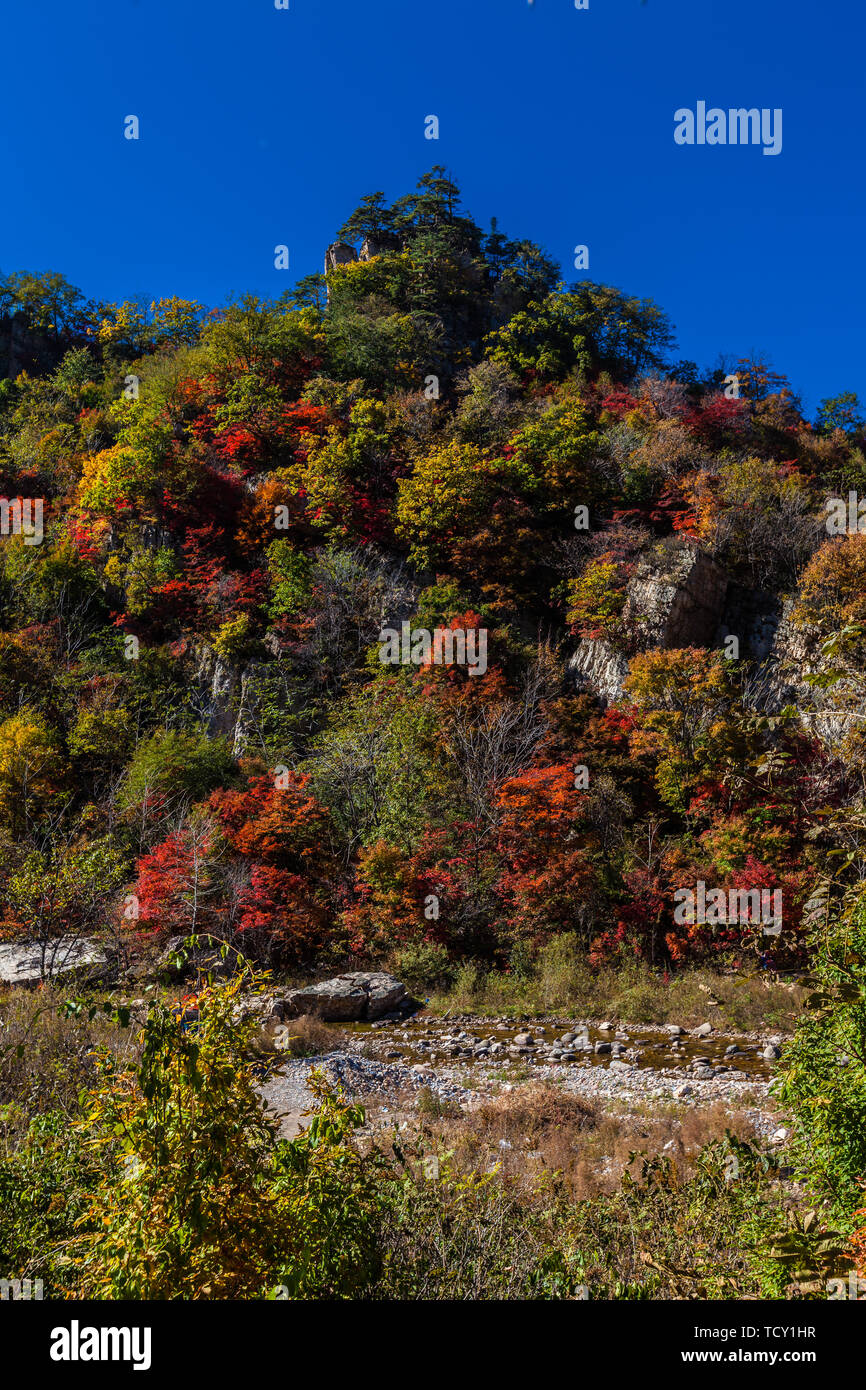 Fall maple, red leaves, river scenery Stock Photo - Alamy