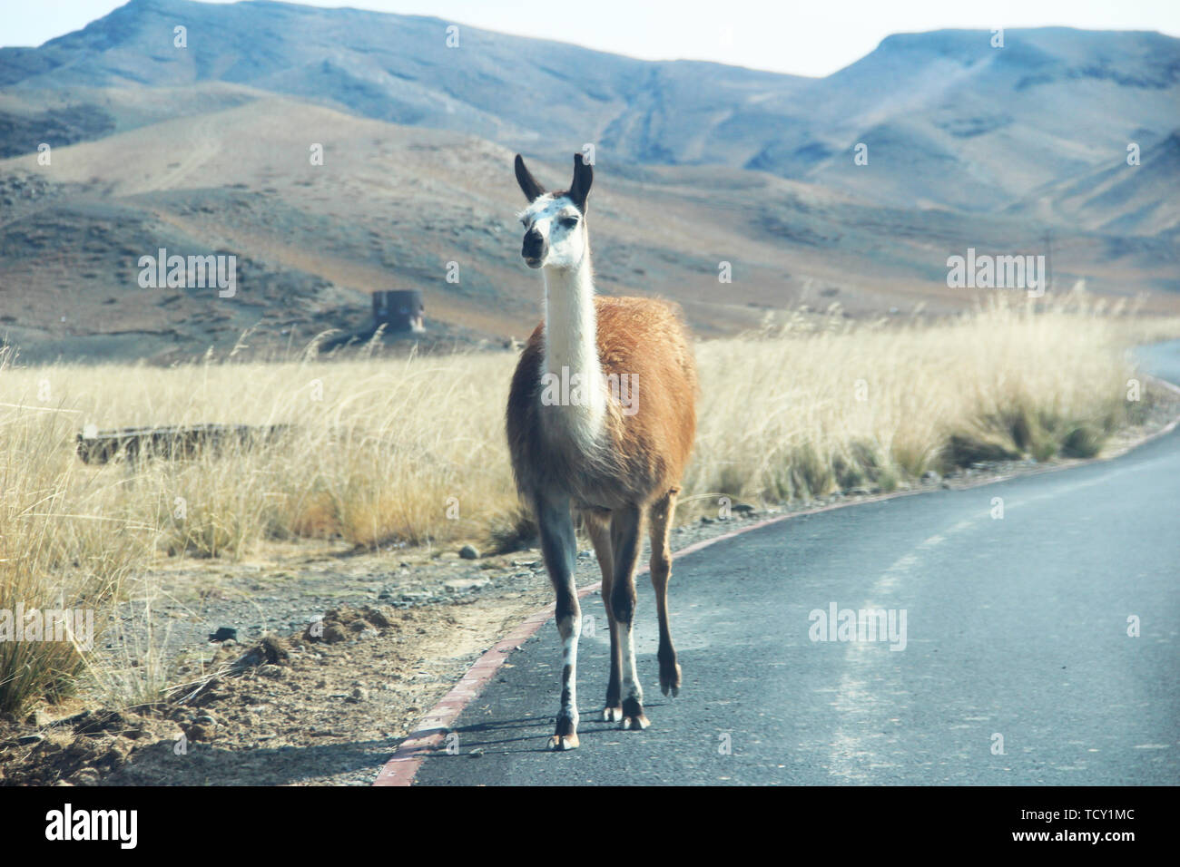 A lounging camel Stock Photo - Alamy