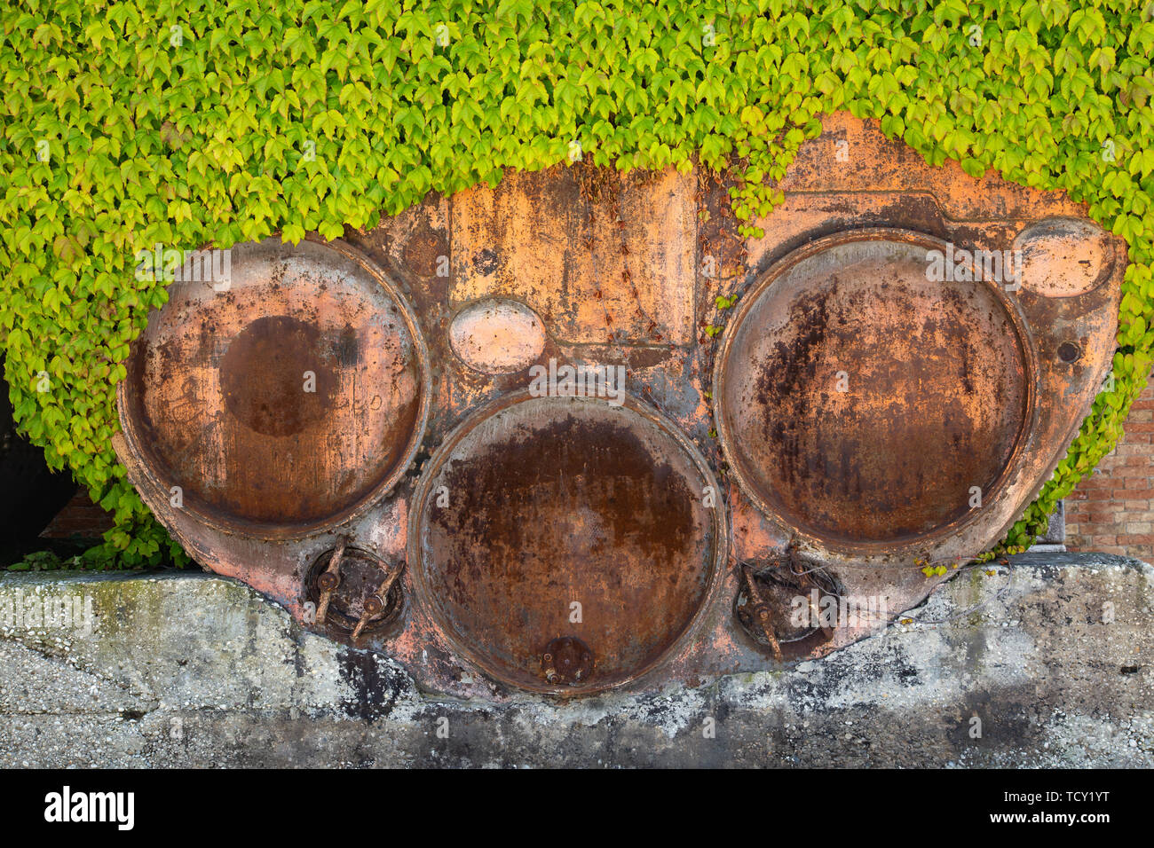 Big rusted barrel overgrown with a creeper Stock Photo - Alamy
