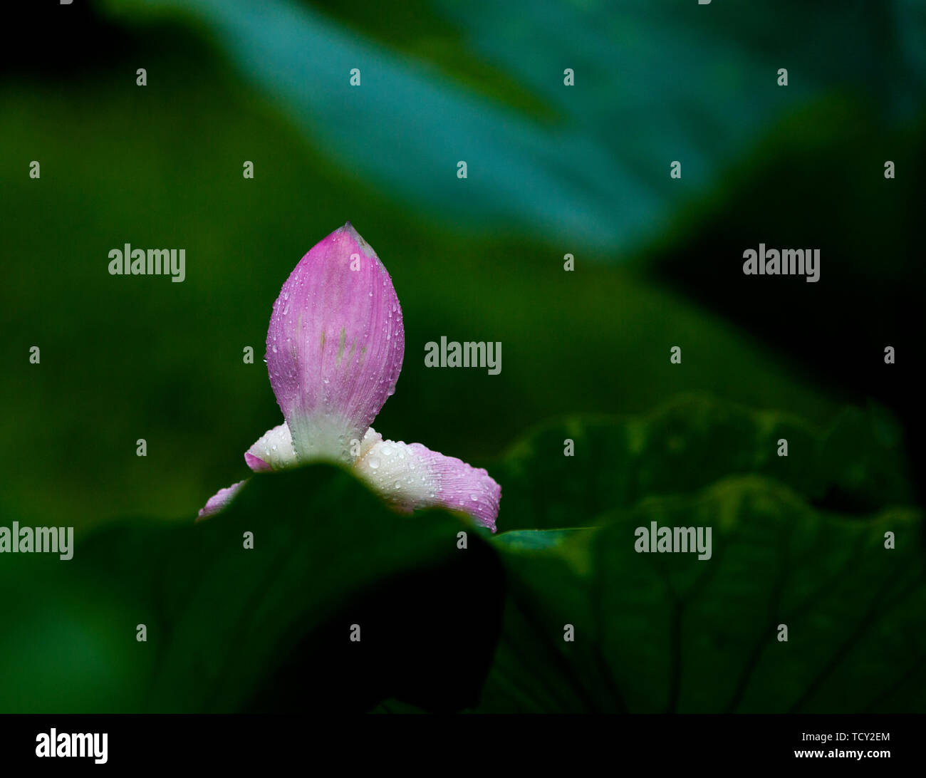 Lotus lotus lotus leaves Stock Photo - Alamy