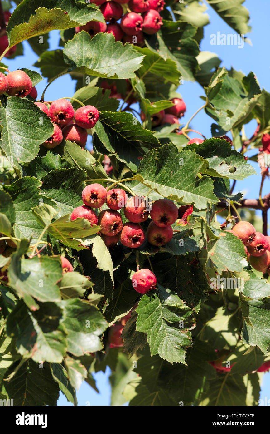 The ripe hawthorn fruit on the tree Stock Photo - Alamy