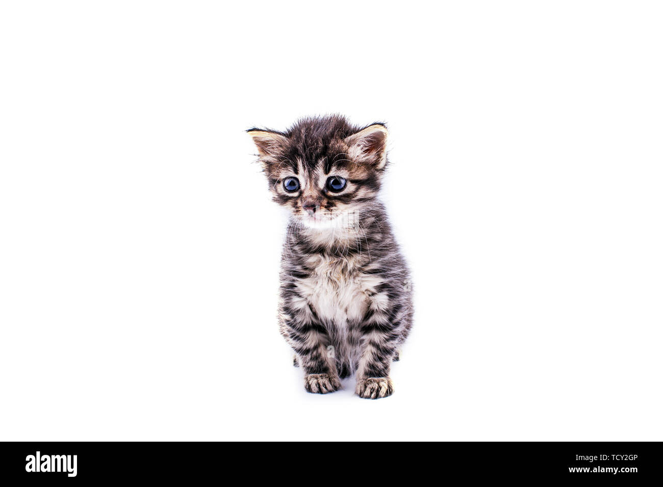 Small kitten big eyes Cut Out Stock Images & Pictures - Alamy
