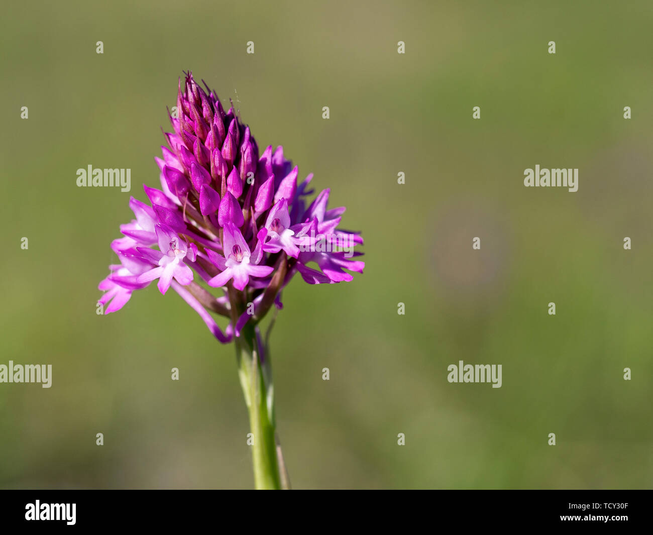 Pyramidal flower hi-res stock photography and images - Alamy