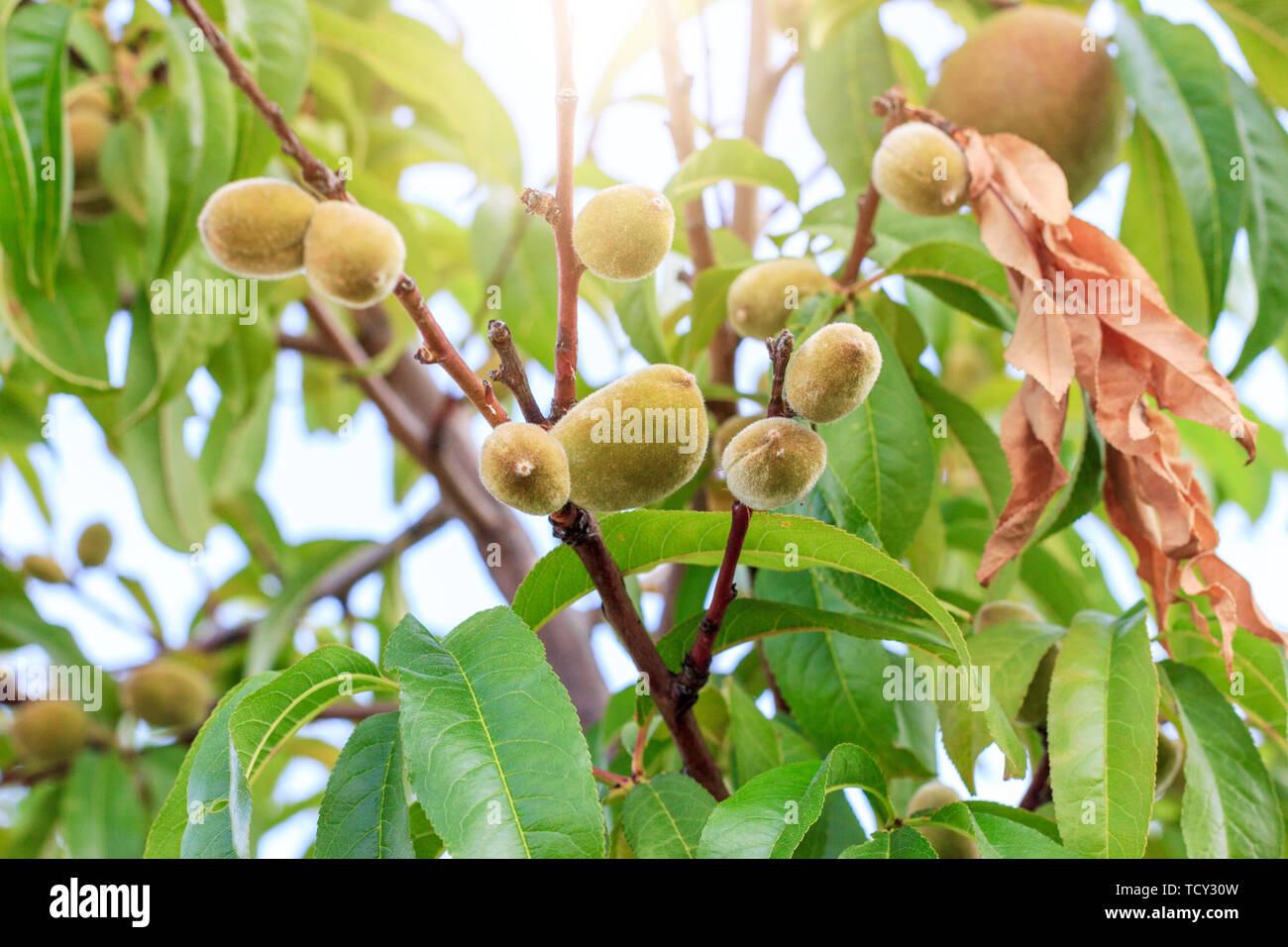 Green unripe peaches on the tree under the sunshine Stock Photo - Alamy