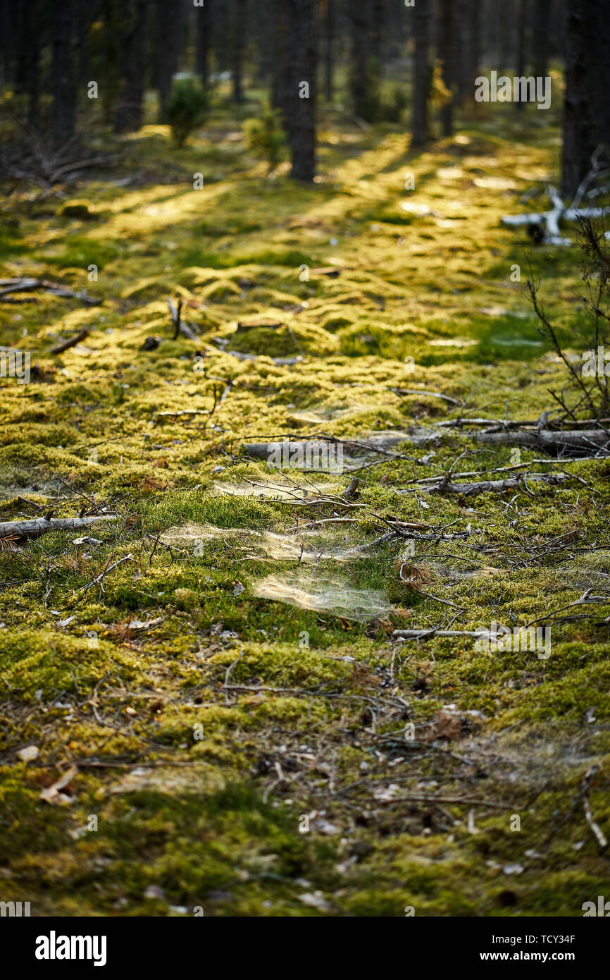 Green landscape of beautiful summer pine forest at sunrise Stock Photo ...