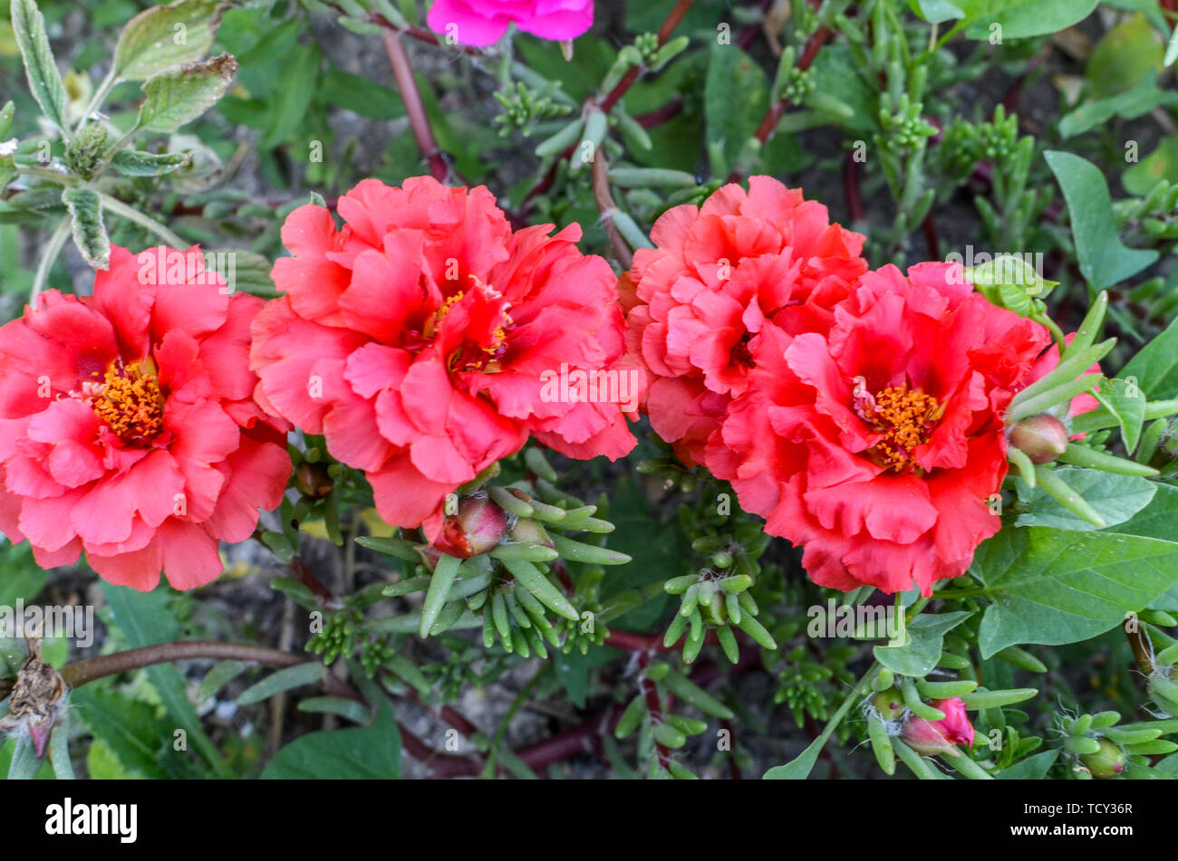 Deep Red Portulaca