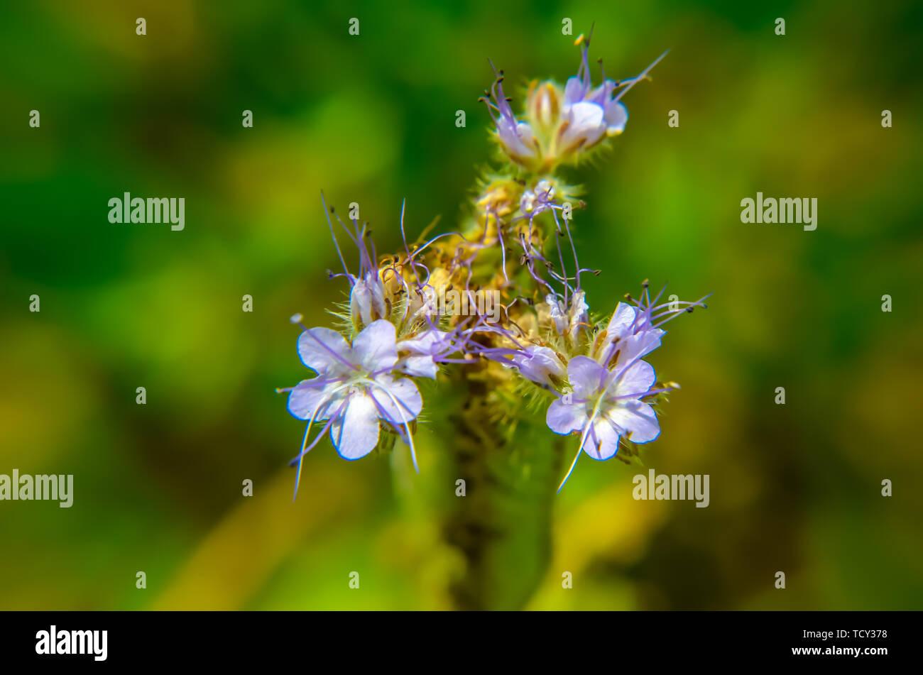 Lacy phacelia phacelia tanacetifolia hi-res stock photography and ...
