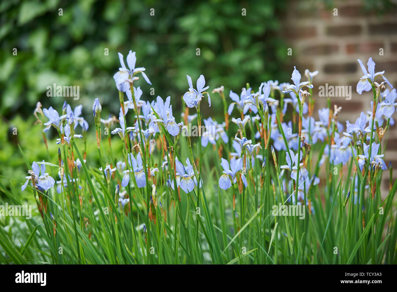 Iris pallida 'Variegata Gold is a highly prized Bearded Iris grown for ...