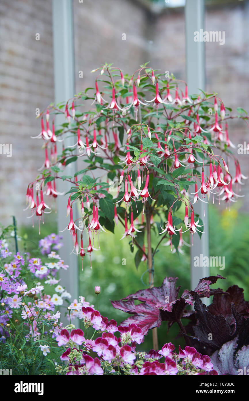 Standard fuchsia hi-res stock photography and images - Alamy