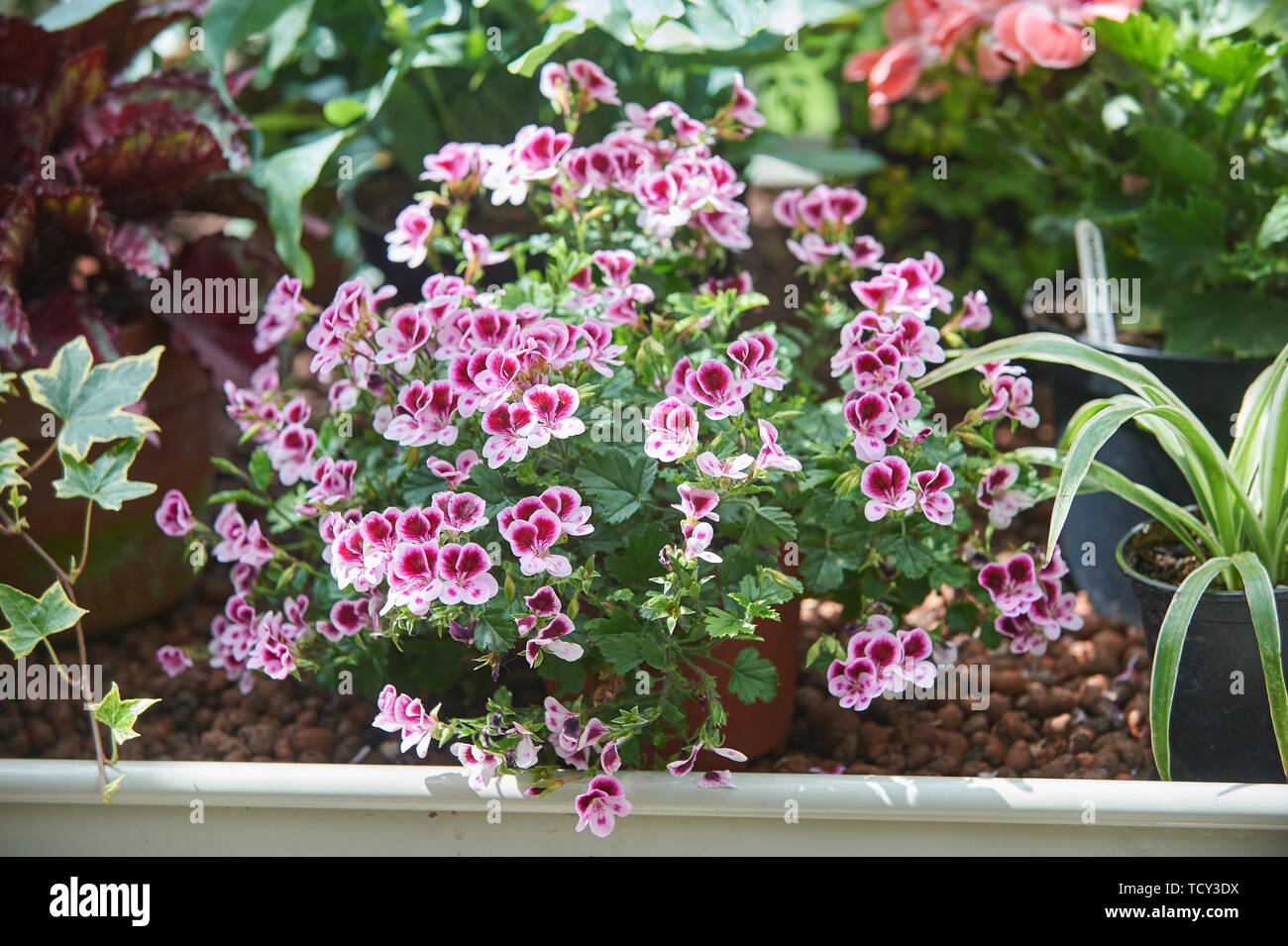 Pelargonium crispum "Angel Eyes Randy Stock Photo - Alamy