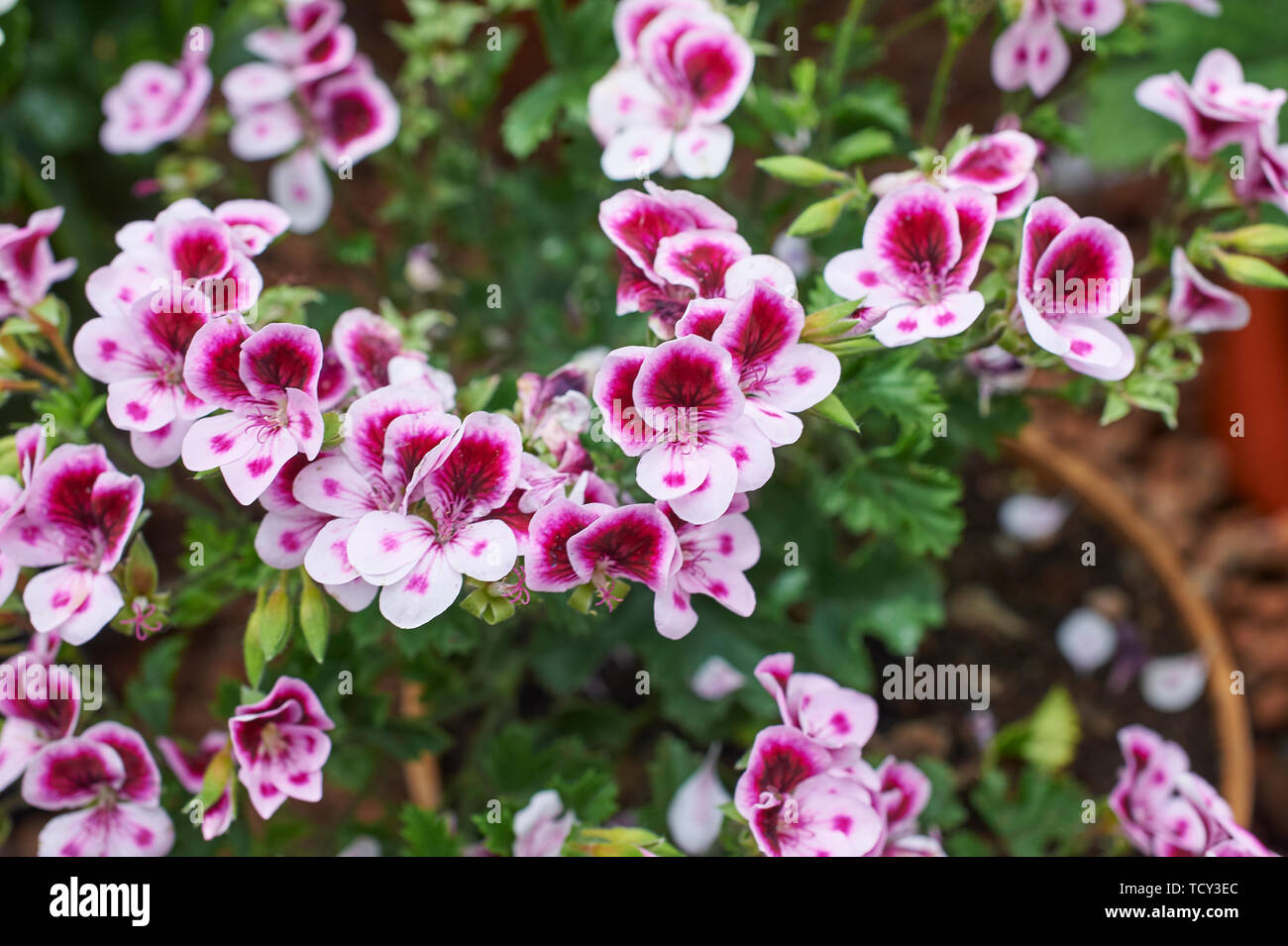 Pelargonium crispum "Angel Eyes Randy Stock Photo - Alamy