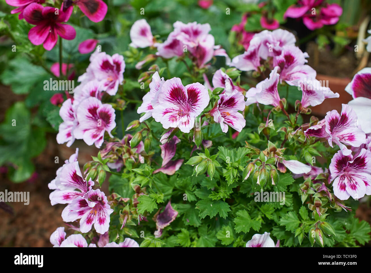 Pelargonium crispum "Angel Eyes Randy Stock Photo - Alamy