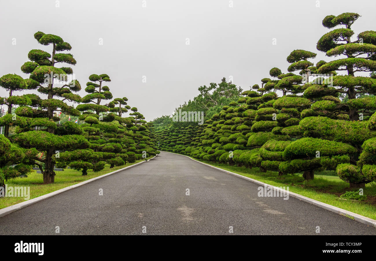 Alley with domestic Trees inside the United Nations Memorial Cemetery ...