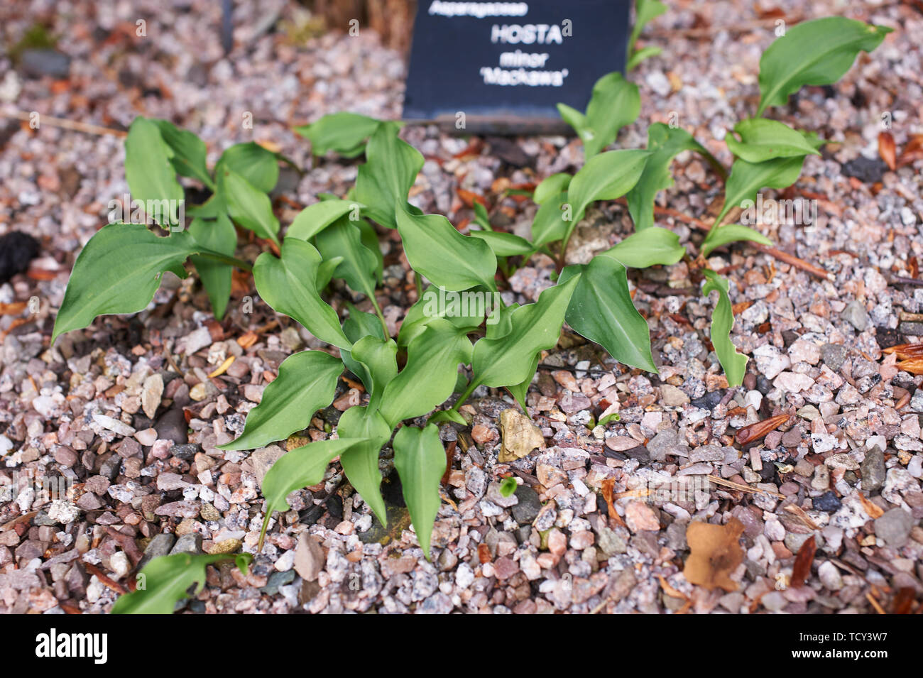 Minature growing Hosta Plants Stock Photo - Alamy