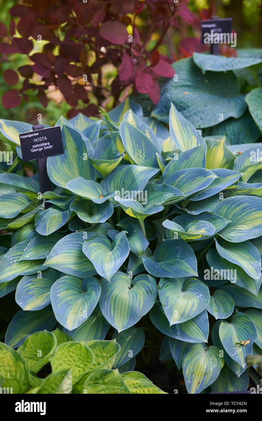 Hosta sieboldiana "George Smith Stock Photo - Alamy