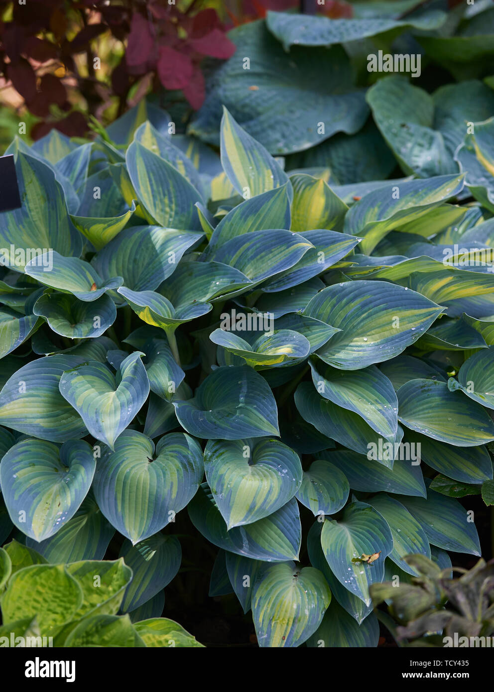 Hosta sieboldiana "George Smith Stock Photo - Alamy