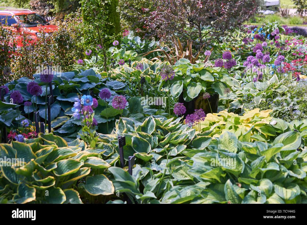 A large assortment of Hostas growing in a summer border, part of ...