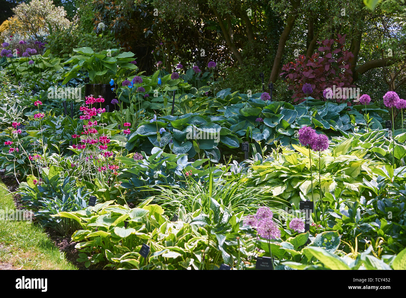 A large assortment of Hostas growing in a summer border, part of ...