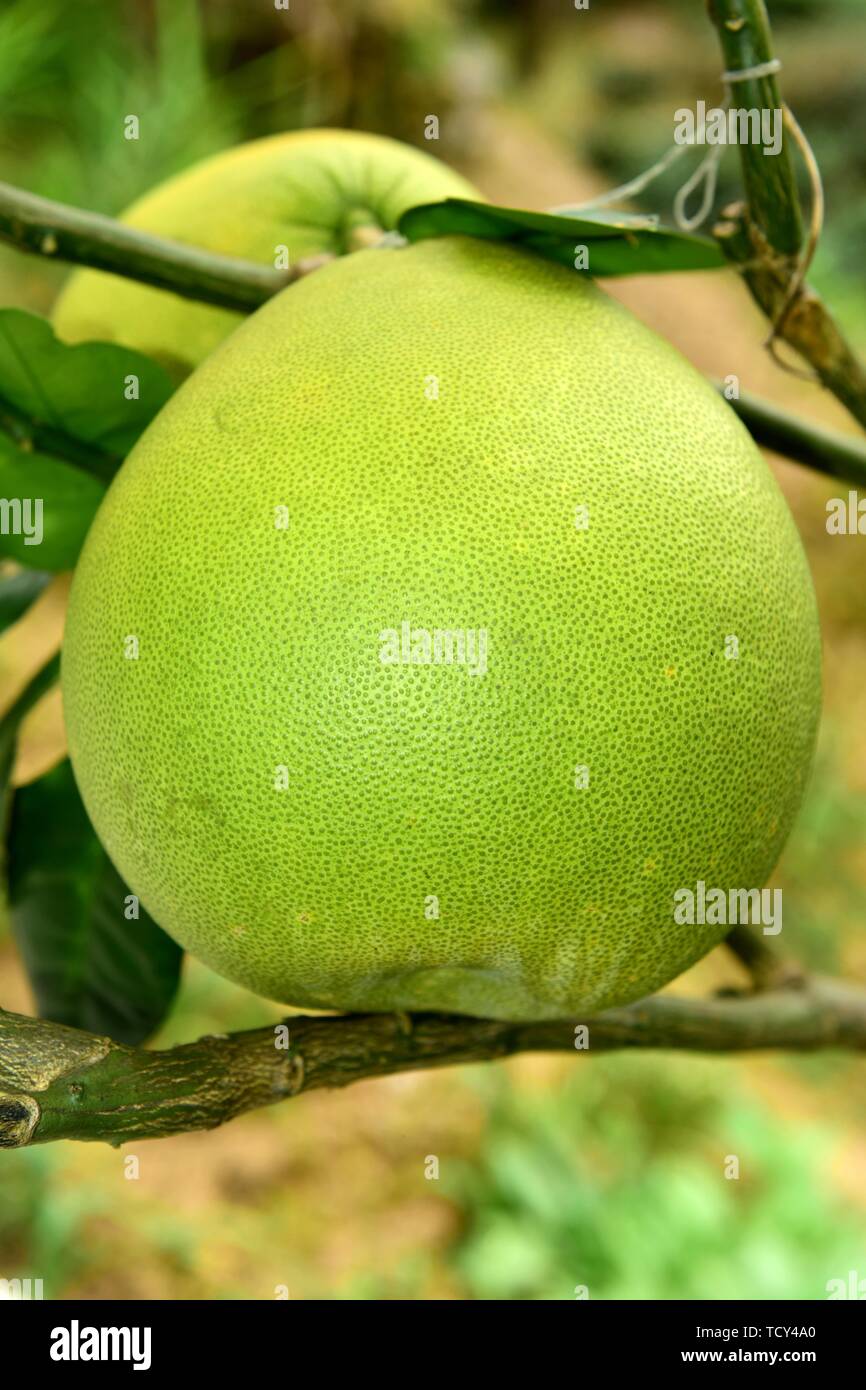 Pomelo picture hi-res stock photography and images - Alamy