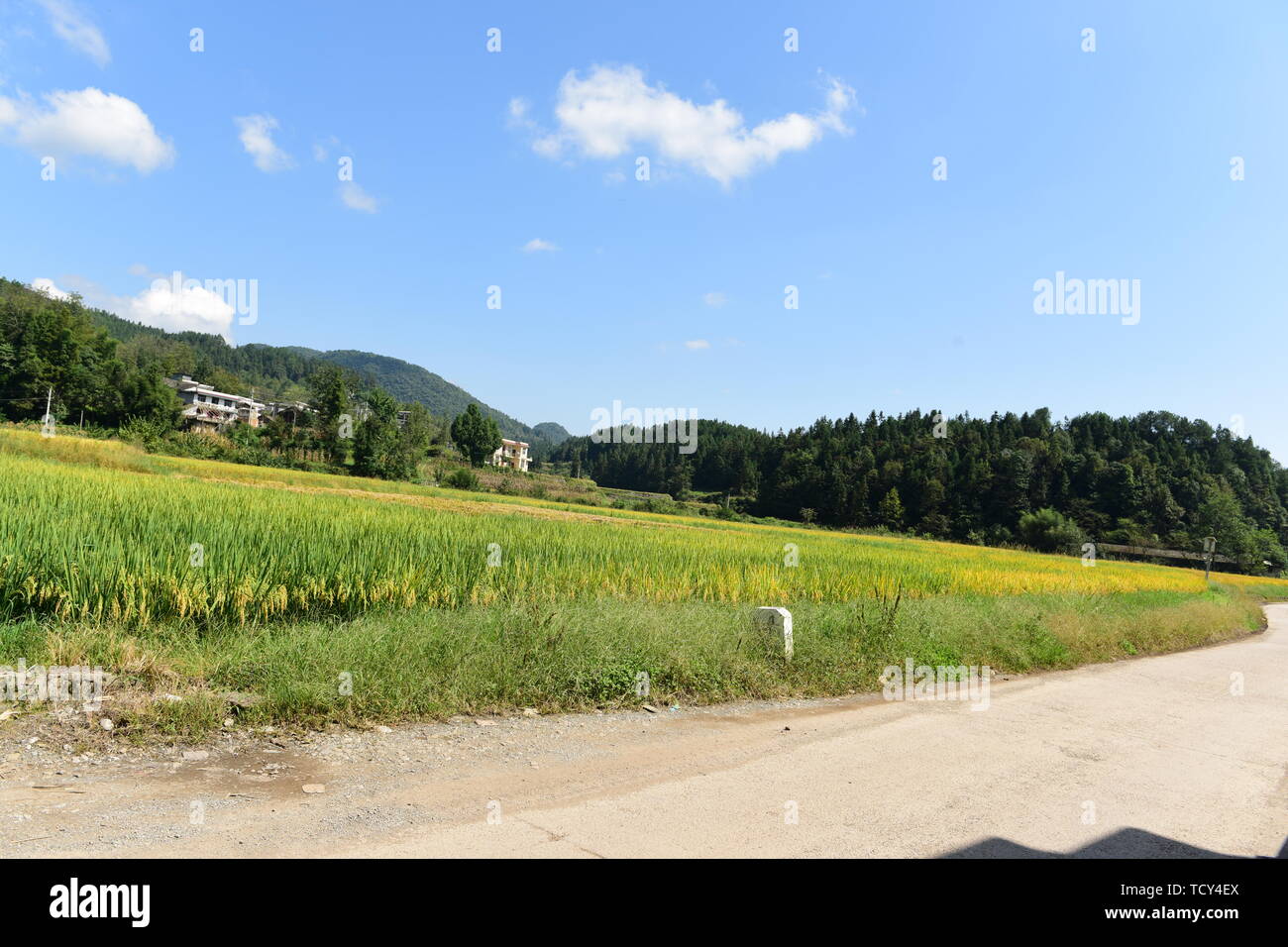 High definition rice hi-res stock photography and images - Alamy