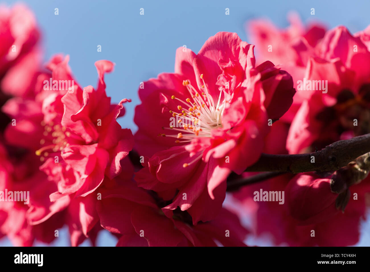 A group of flowers Stock Photo - Alamy