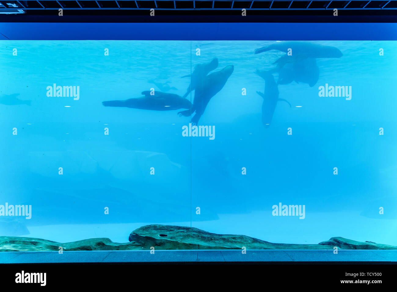 Sea Animal Museum, Shanghai Haichang Ocean Park Stock Photo - Alamy