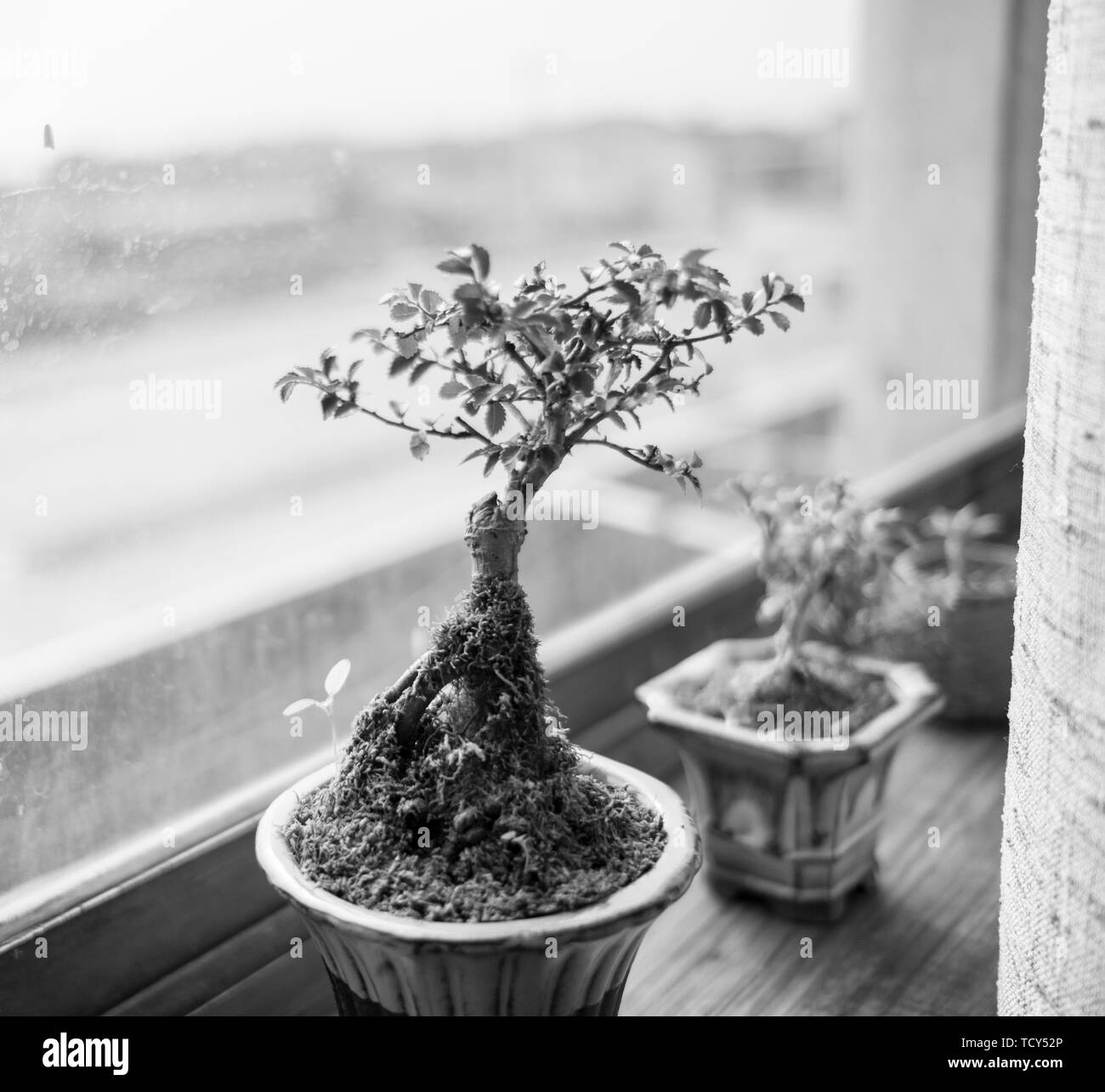 Potted plant growth Black and White Stock Photos & Images - Alamy