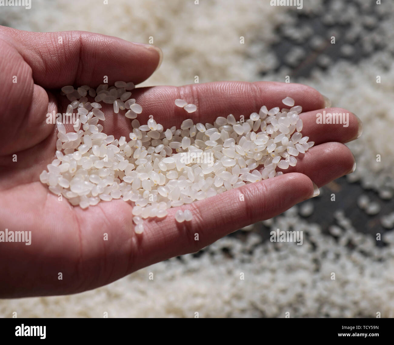 Northeast rice Northeast pearl rice Stock Photo - Alamy
