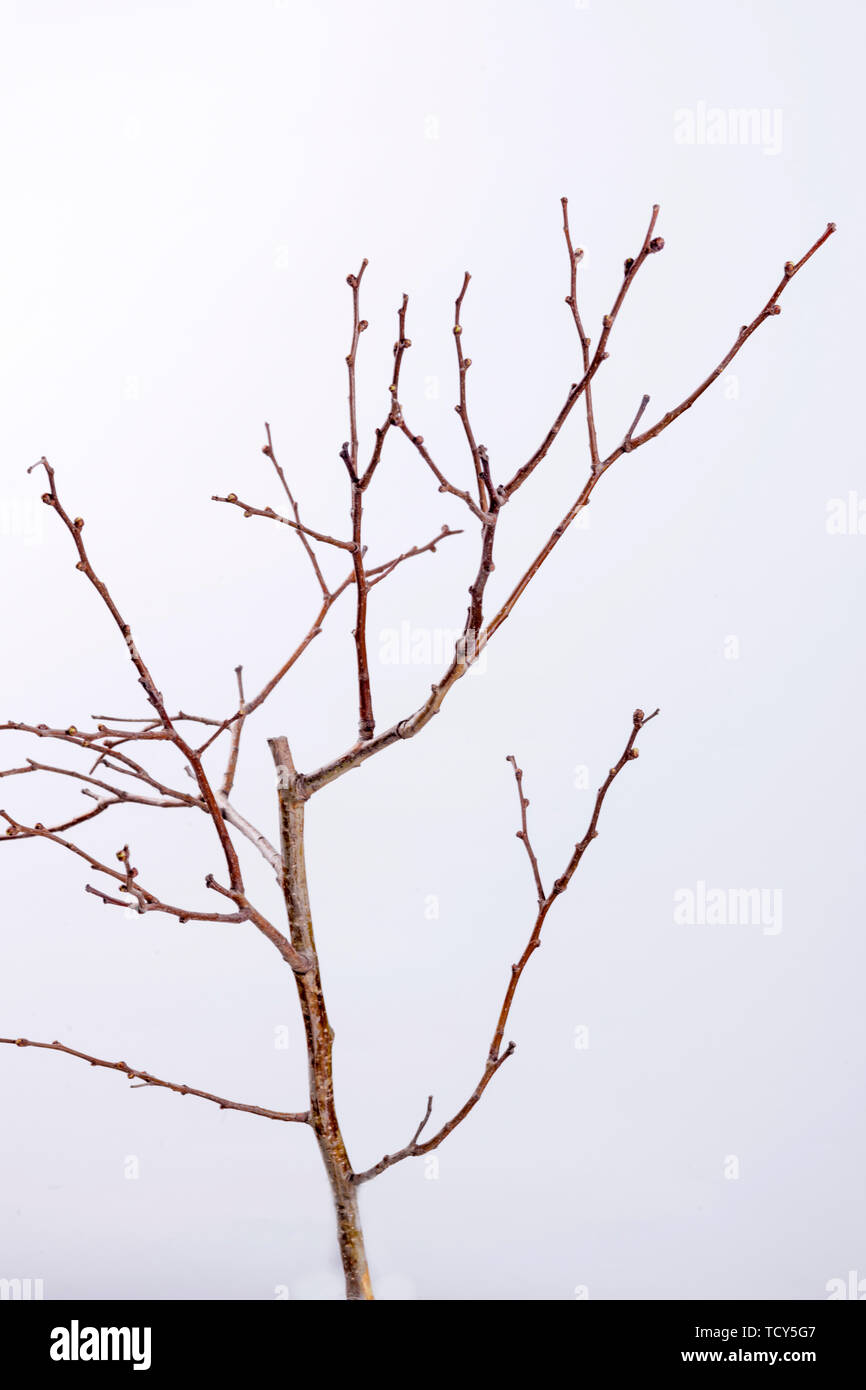 Peach tree branch Stock Photo - Alamy