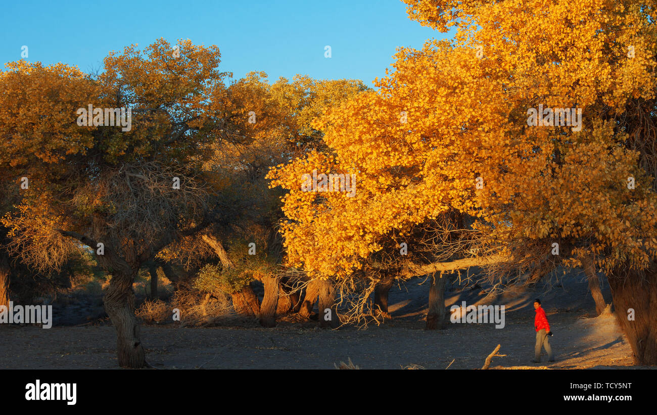 Golden Autumn Hu Yang Lin Stock Photo - Alamy