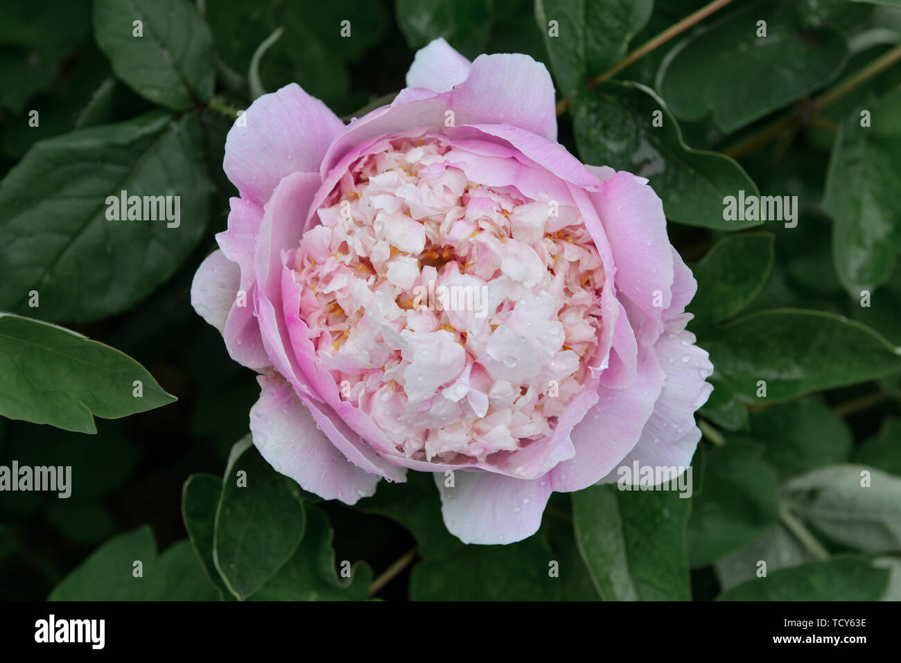 Luoyang peonies hi-res stock photography and images - Alamy