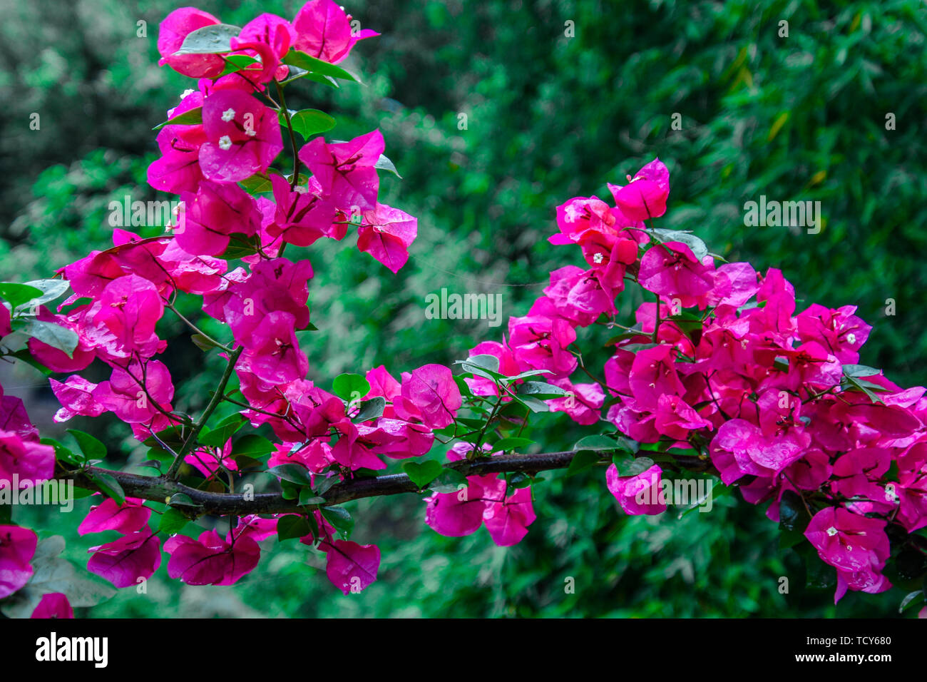 Beautiful triangular plum after a thunderstorm Stock Photo - Alamy