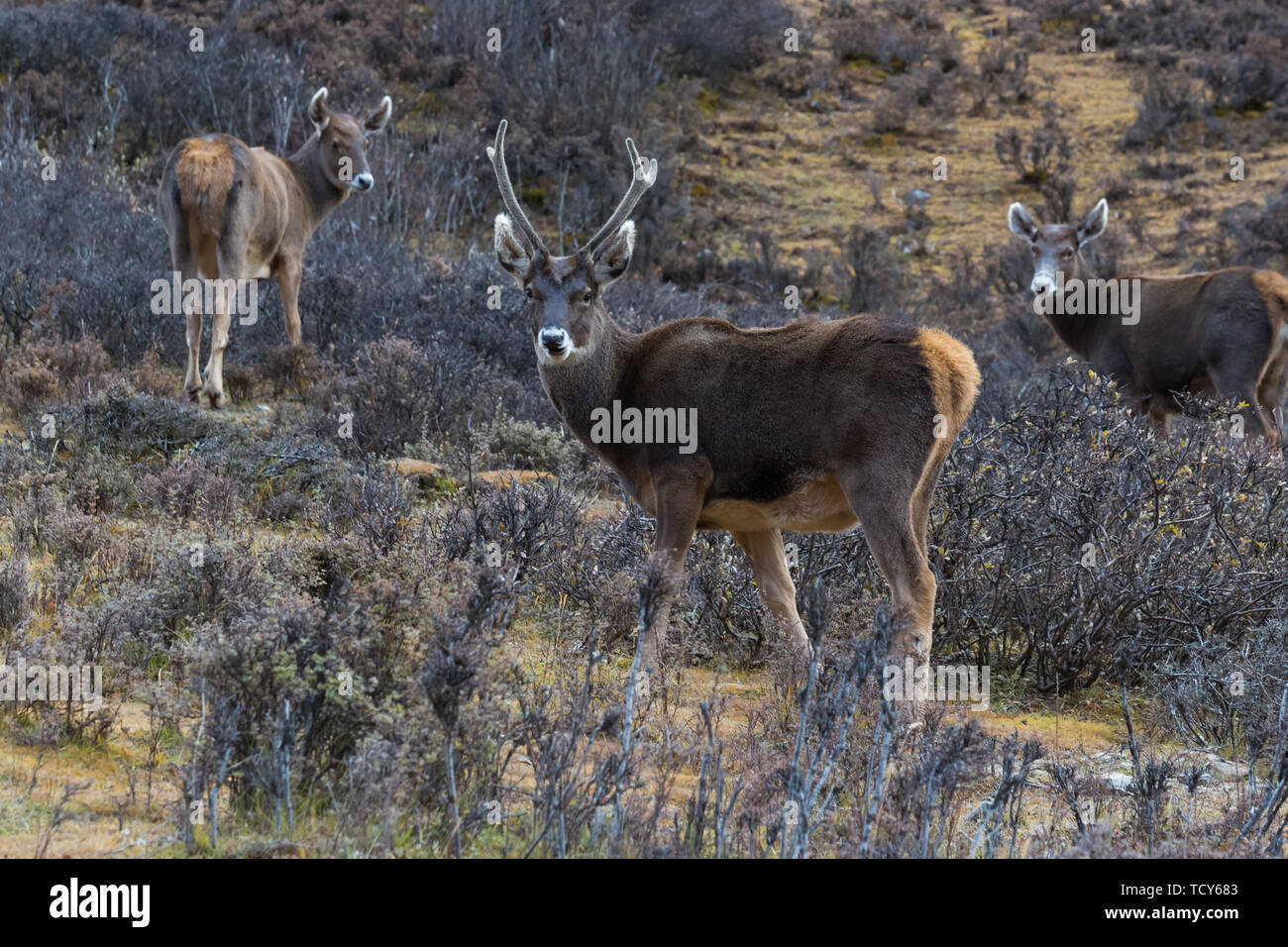 Tibetan white-lipped deer, national first-class protected animals Stock ...
