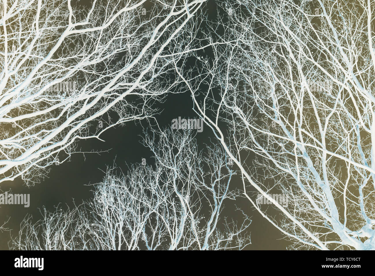 The withered branches of winter (poetic picture Stock Photo - Alamy
