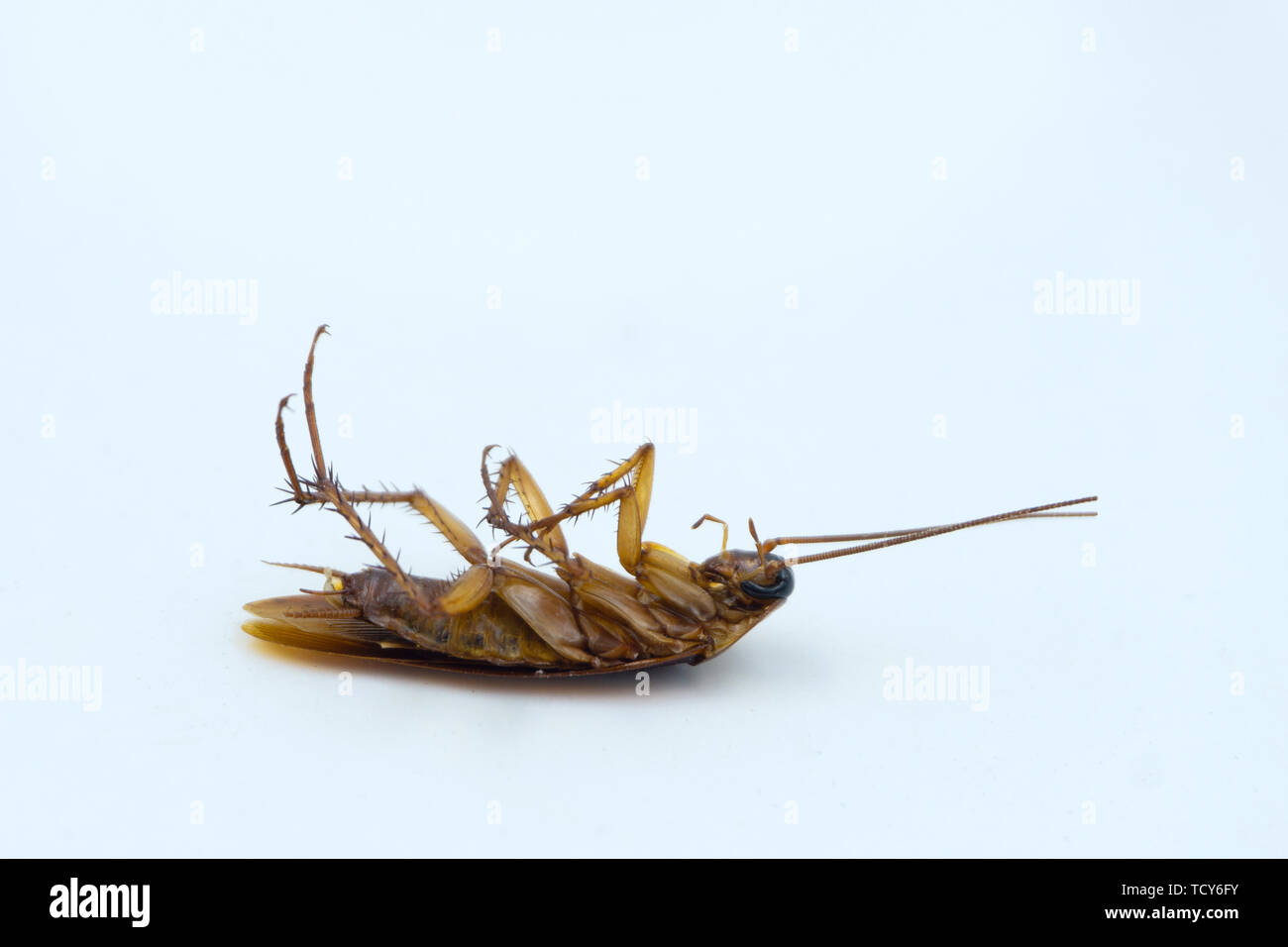 Isolated dead Asian Cockroaches on white background Stock Photo - Alamy