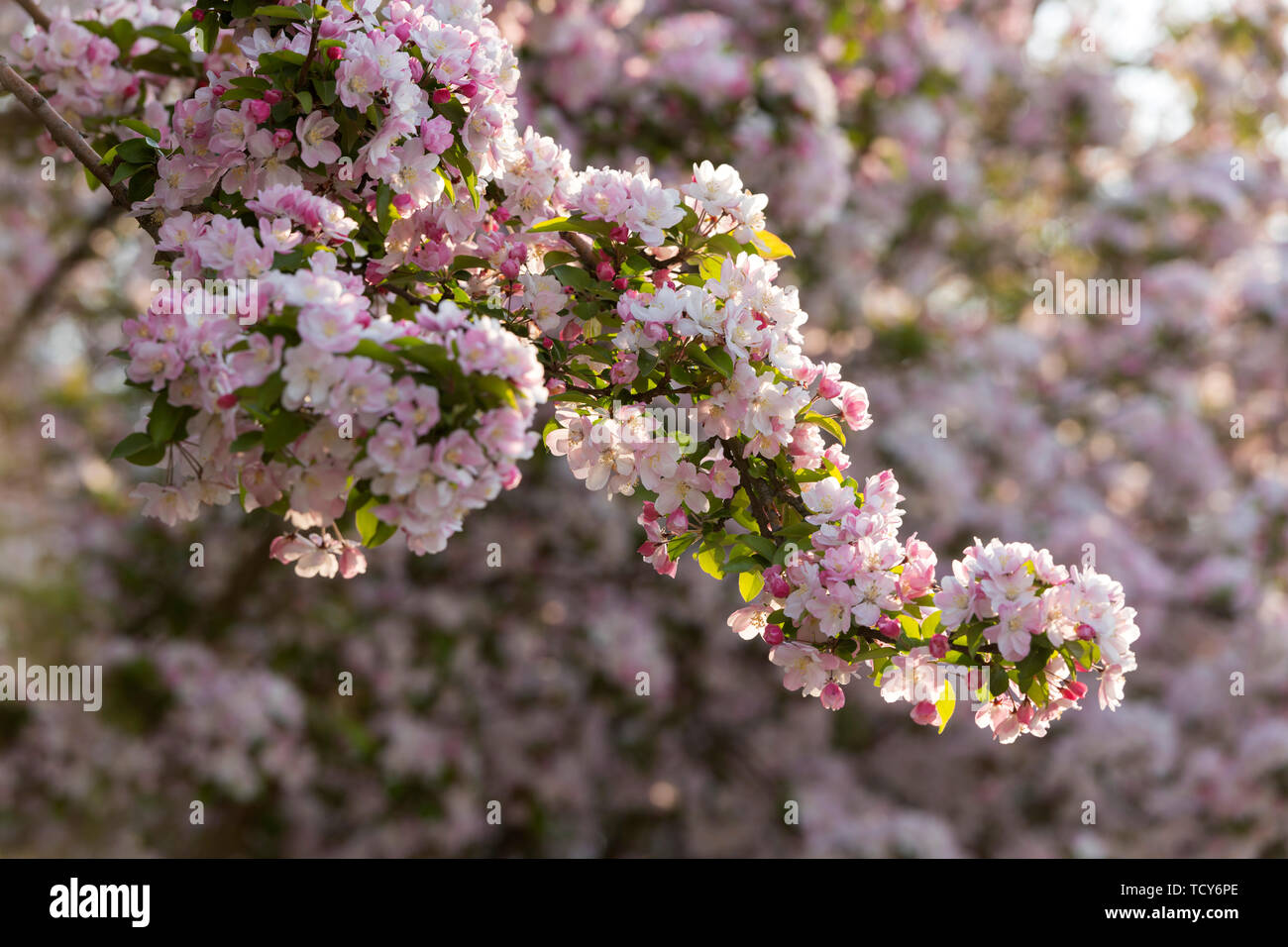 Begonia Tree High Resolution Stock Photography and Images - Alamy