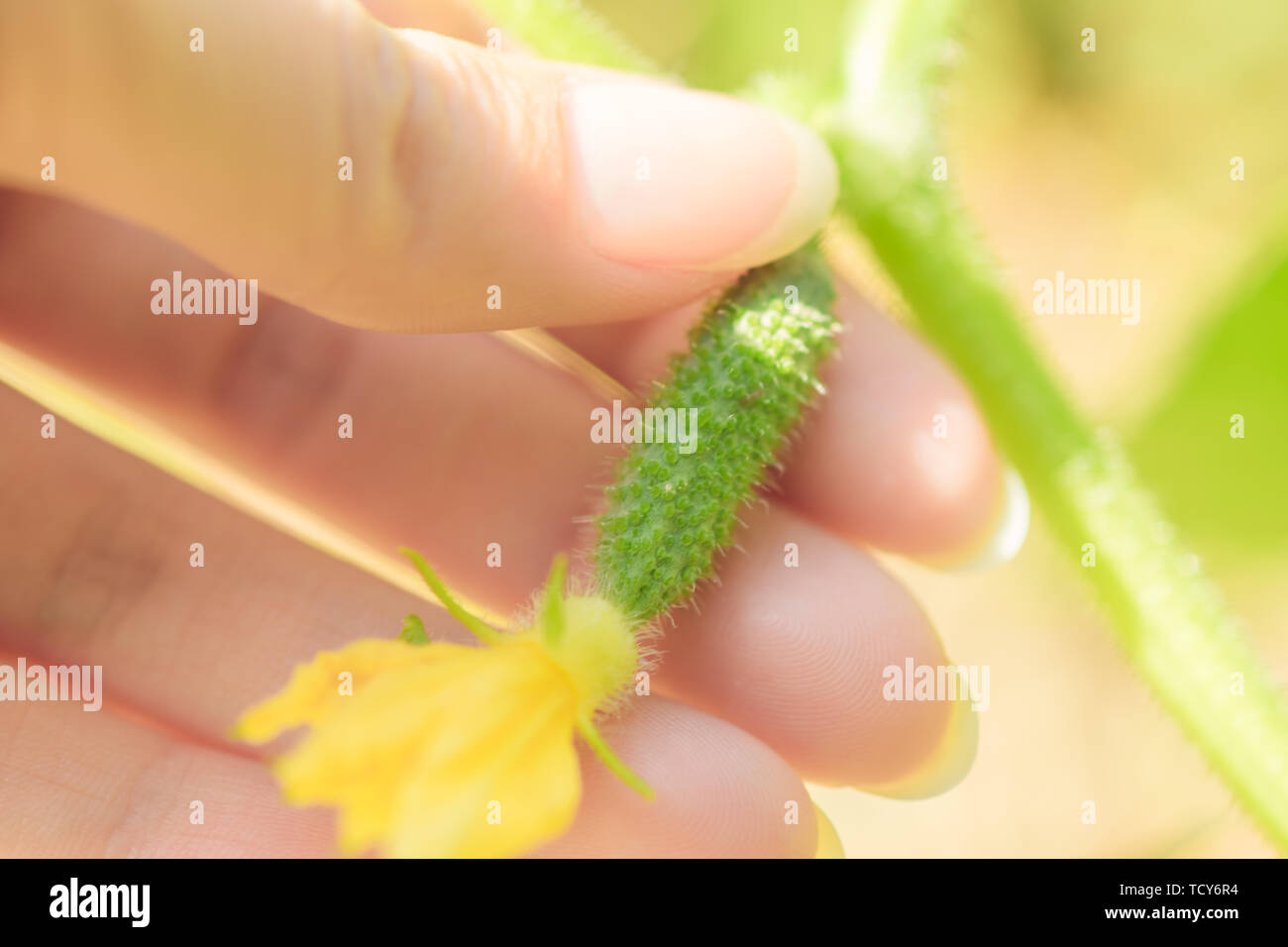 Female hand gently touches a small green cucumber with yellow flowering ...