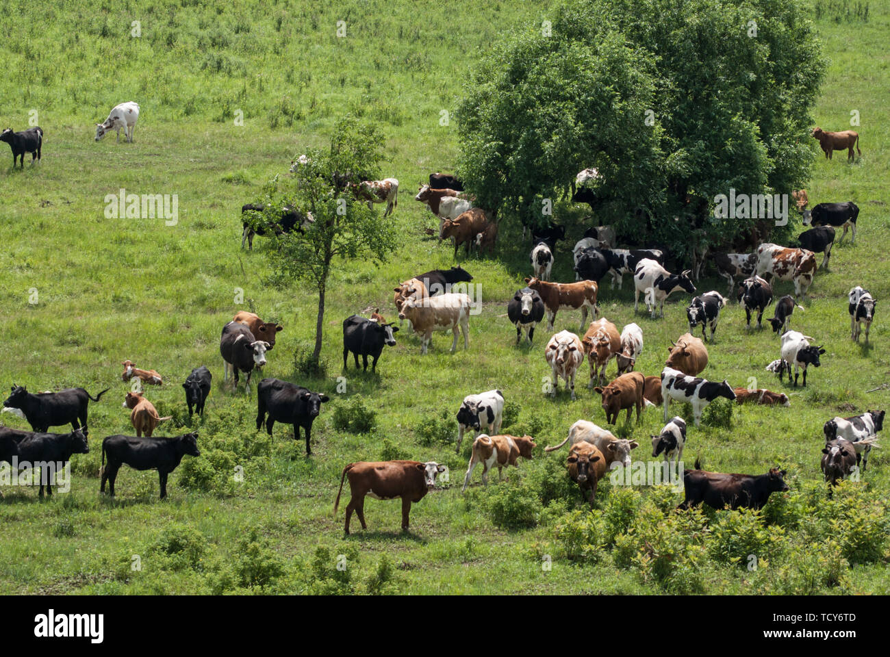 Natural grazing cows Stock Photo - Alamy