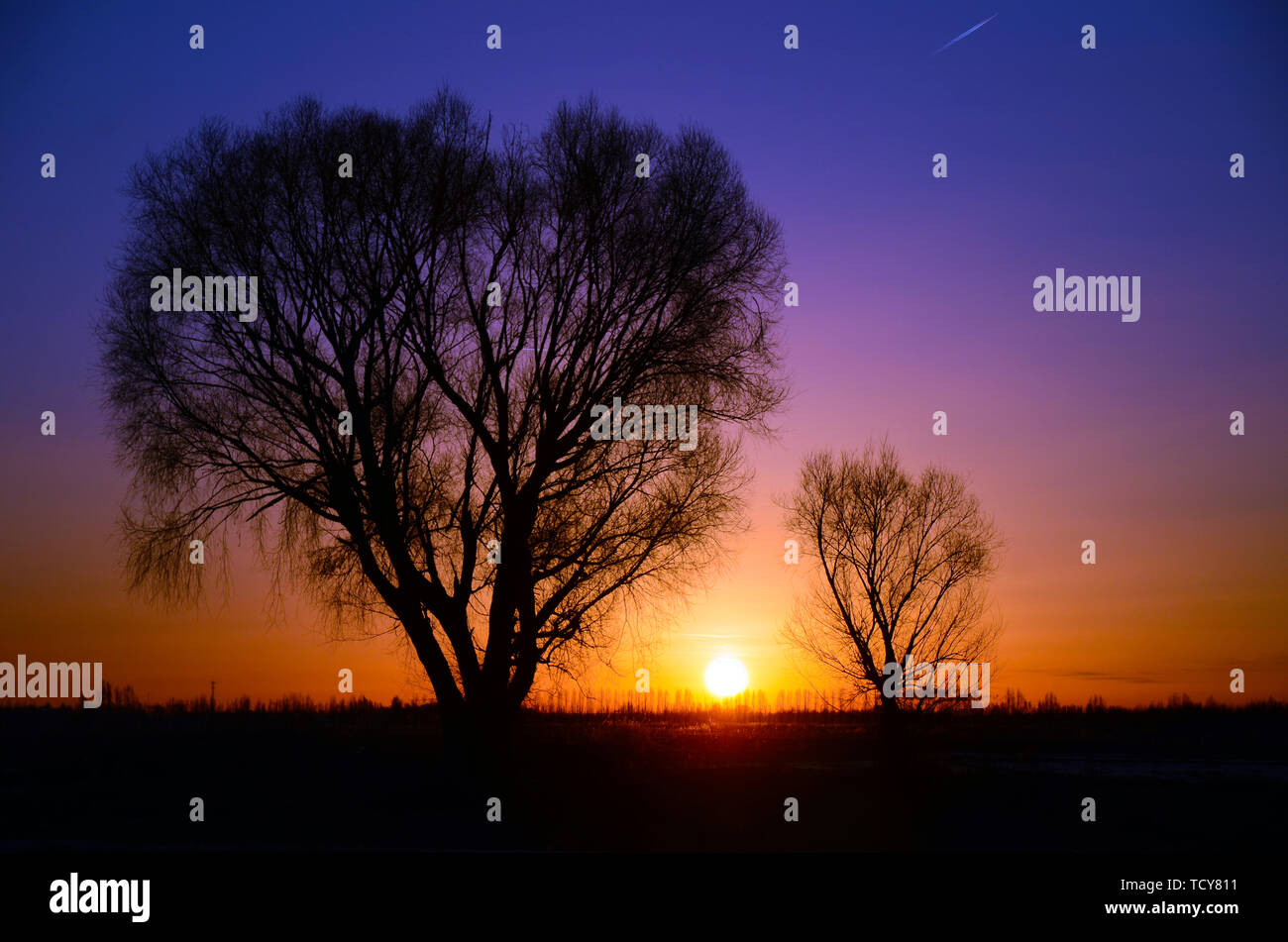 The sunrise under the dead trees of the north Stock Photo - Alamy
