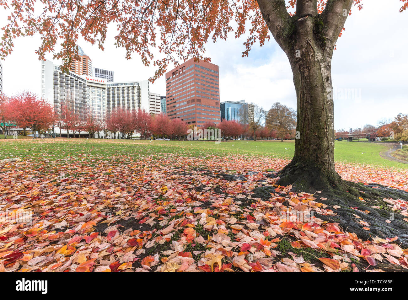 park with cityscape and skyline in portland Stock Photo - Alamy