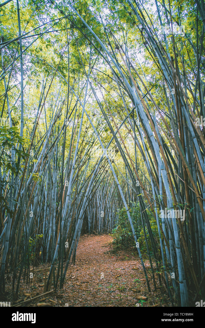 Human bamboo hi-res stock photography and images - Alamy