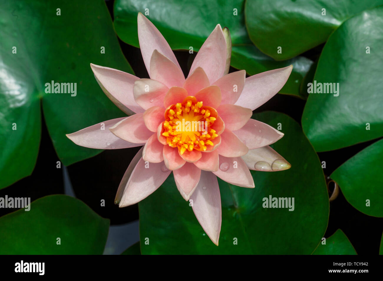 Lotus, potted lotus Stock Photo - Alamy