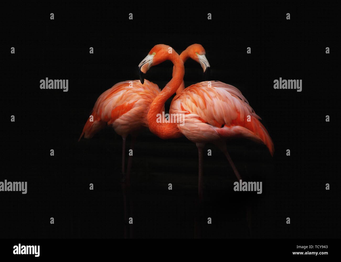 Red of flamingo forms a strong contrast with black background Stock ...