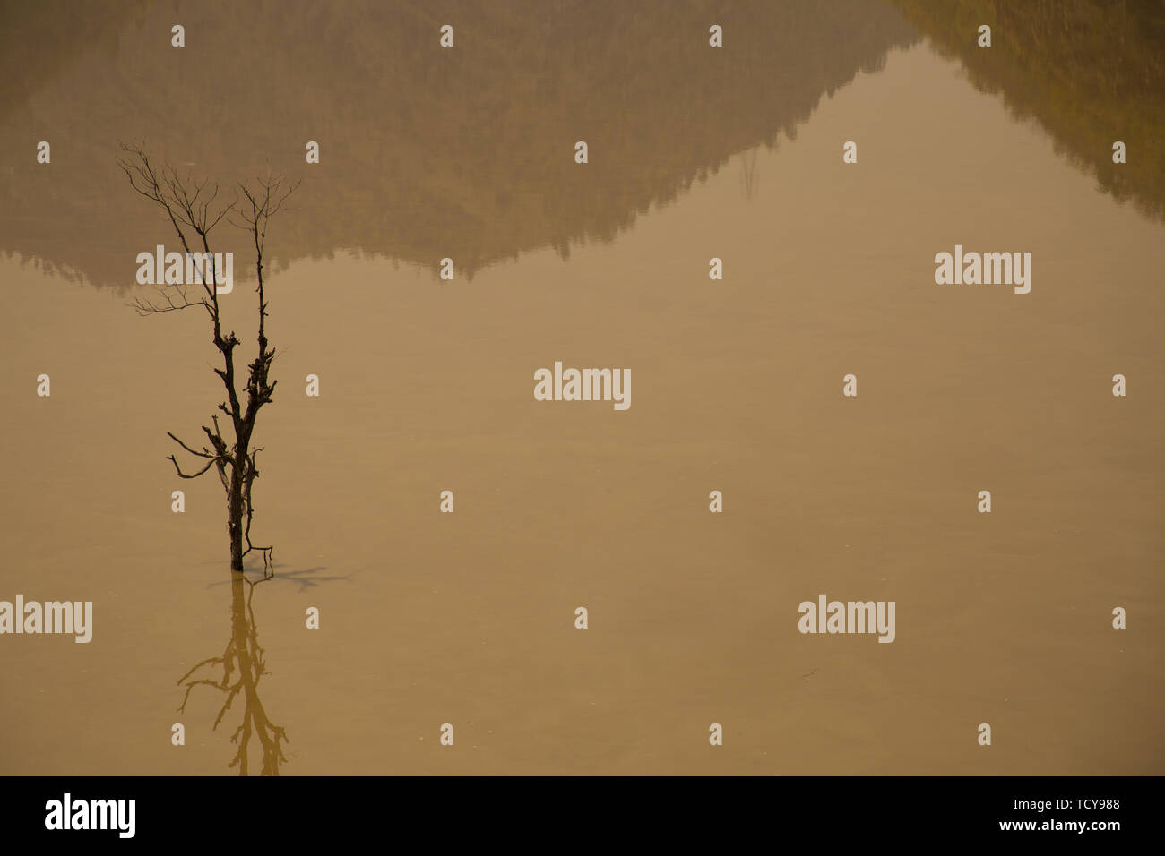 Dead trees in the water. mountain shadow Stock Photo - Alamy