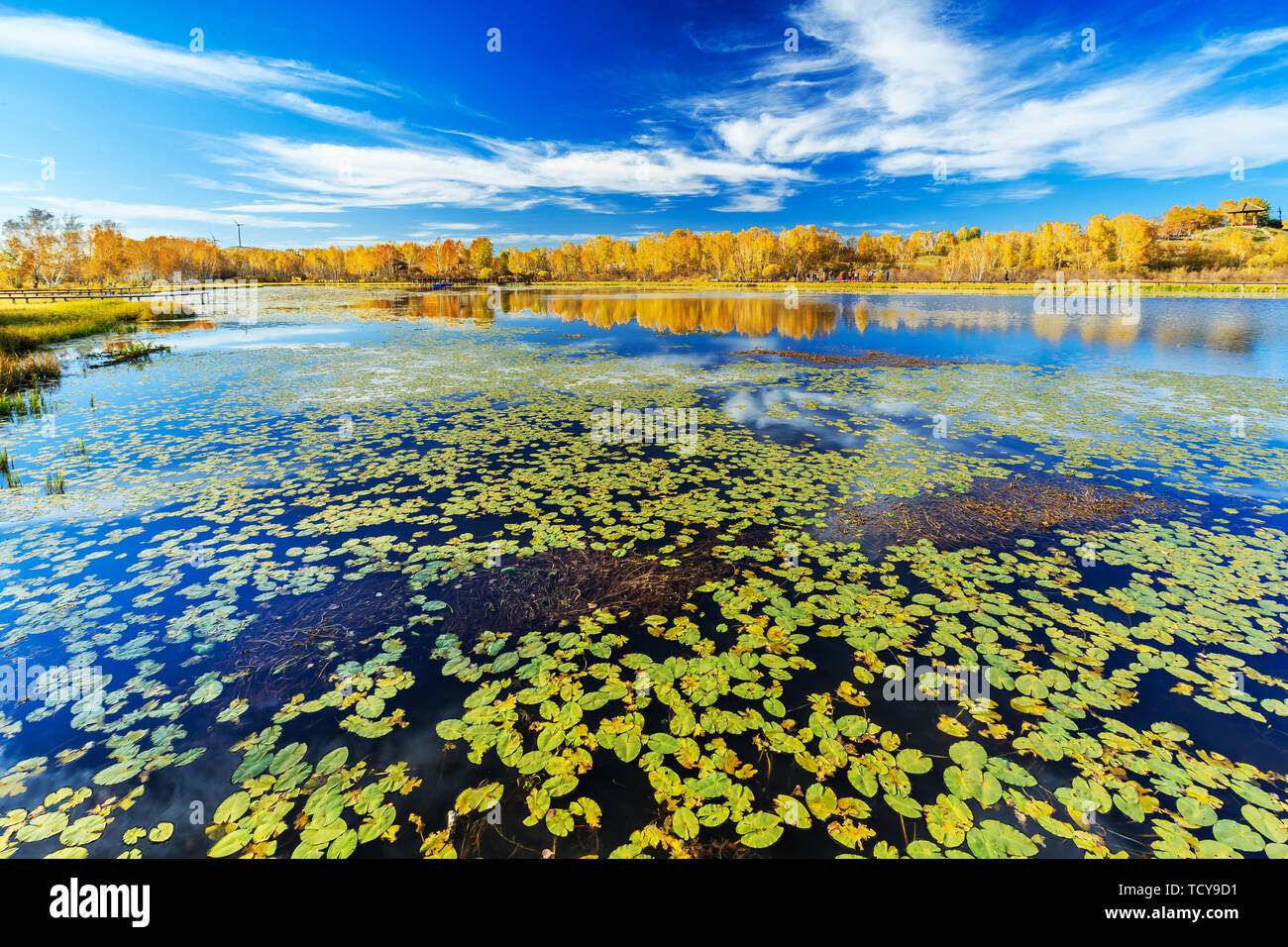 Autumn color of sun lake on paddock dam Stock Photo - Alamy