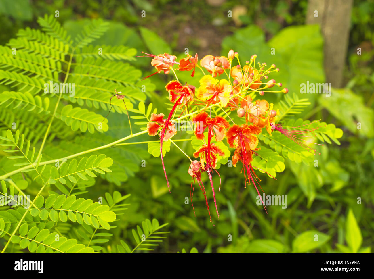 Golden Phoenix flowers, plants, flowers Stock Photo - Alamy