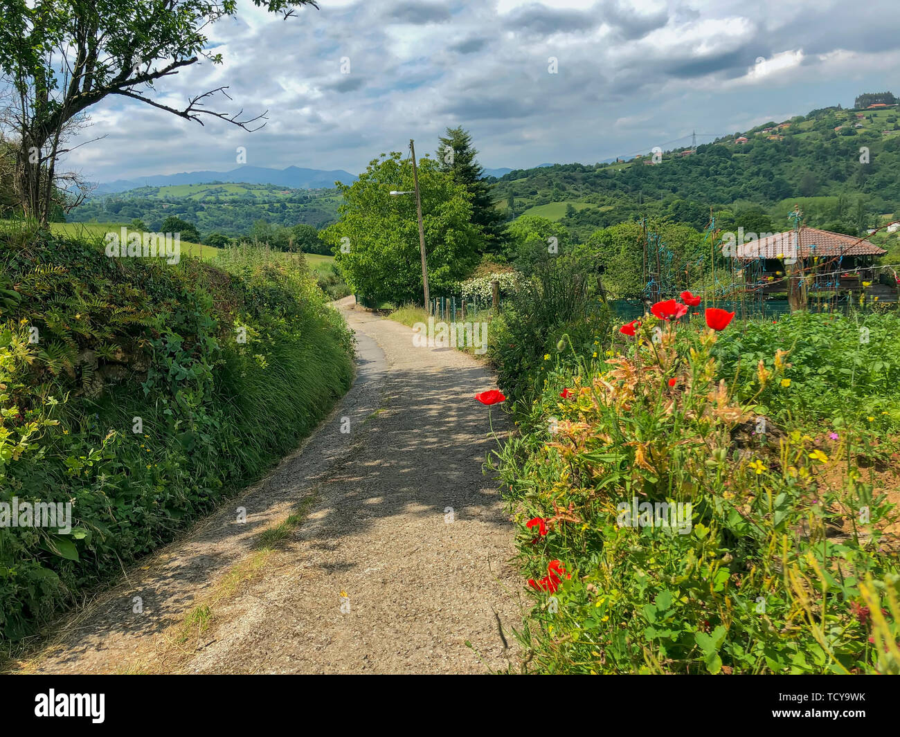 Countryside road summer fields forest hi-res stock photography and ...