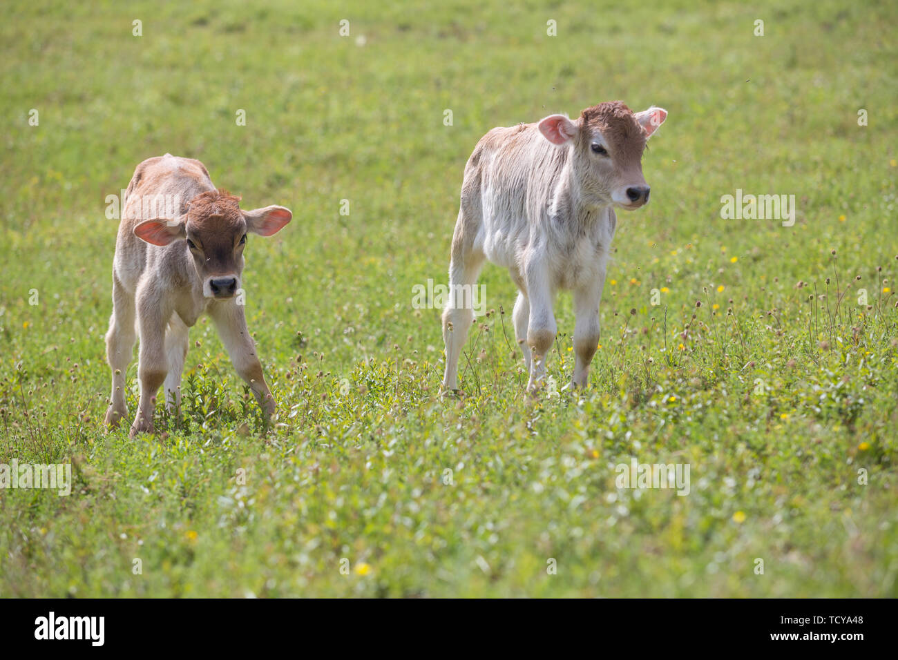 Close-up of calf in green field lit by sun with fresh summer grass on ...