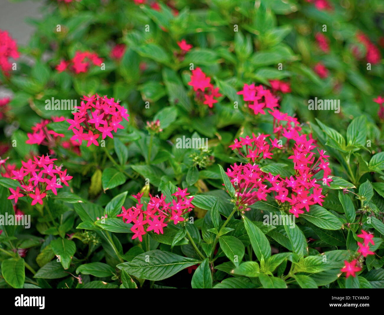 Computer flowers illustration hi-res stock photography and images - Alamy